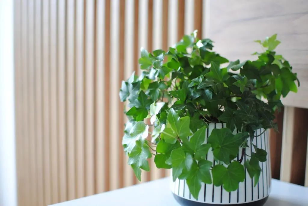 Ivy Care: How to Make Your Ivy Fuller and Keep It Healthy at Home