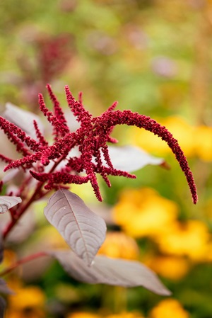 Puffed Amaranth: Benefits, Nutritional Values, and Best Uses